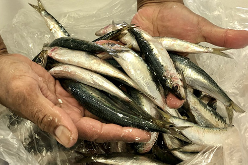 Fish & Fowl – Seafood – Poultry – Deli