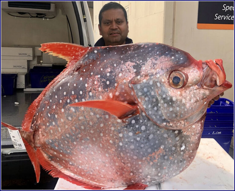 Wholesale – Fish & Fowl – Seafood – Poultry – Deli